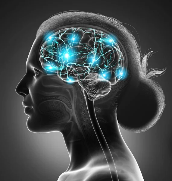 Female active brain Stock Photos, Royalty Free Female active brain ...