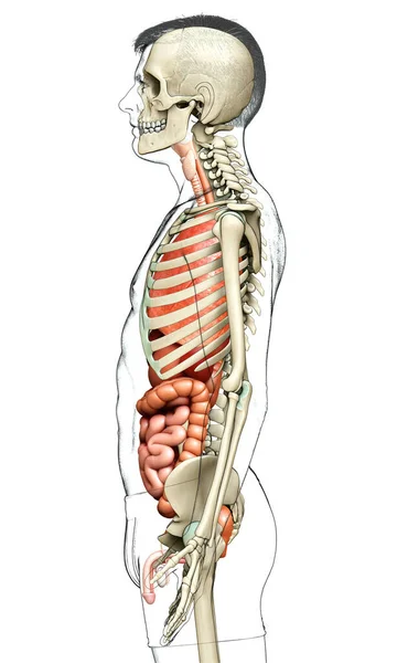 Internal Organs Diagram Back View