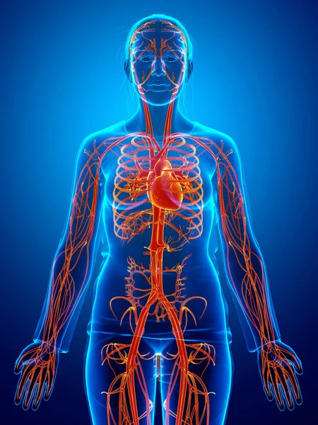 Male circulatory system — Stock Photo © pixdesign123 #55503713