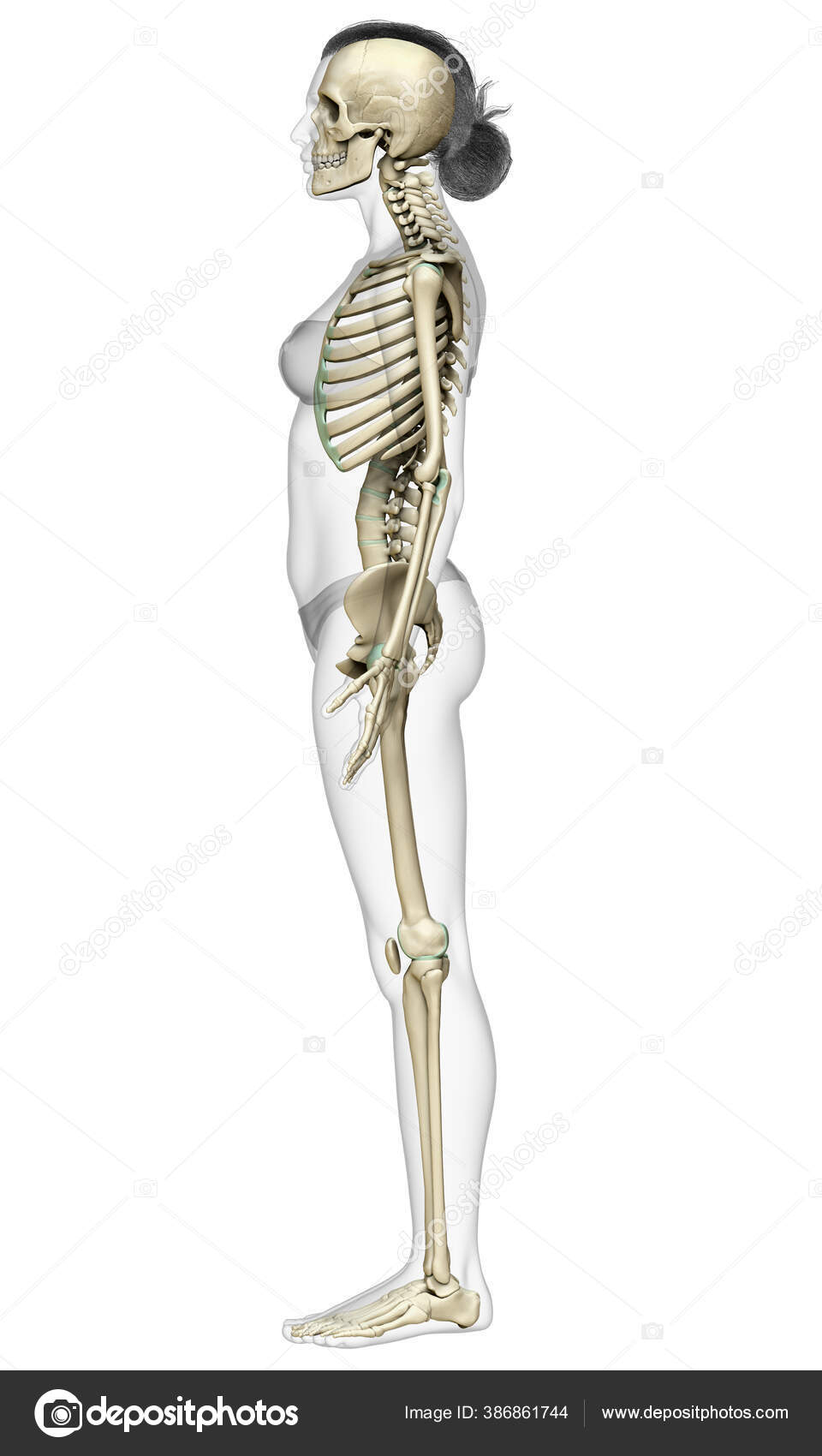 Female Human Skeleton Side View