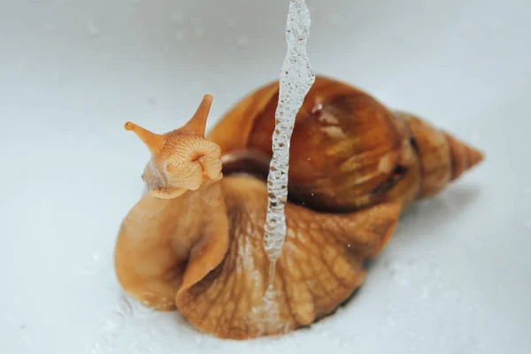 Agua de caracol Stock Photos, Royalty Free Agua de caracol Images ...