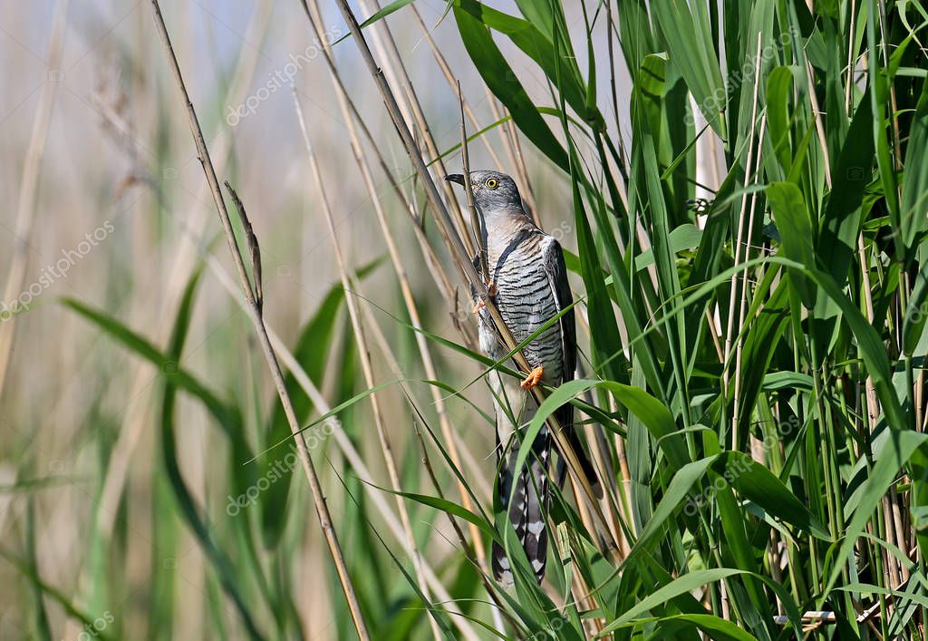 El cuco común se sienta en las ramas de caña y está listo para lanzar ...