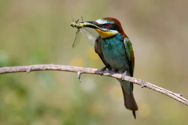 Insect eating bird Stock Photos, Royalty Free Insect eating bird Images ...