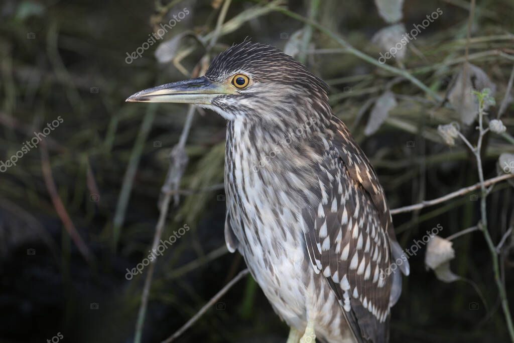 Una joven garza negra coronada (Nycticorax nycticorax) es fotografiada ...