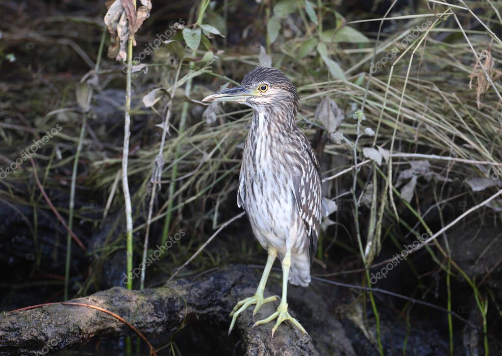 Una joven garza negra coronada (Nycticorax nycticorax) es fotografiada ...