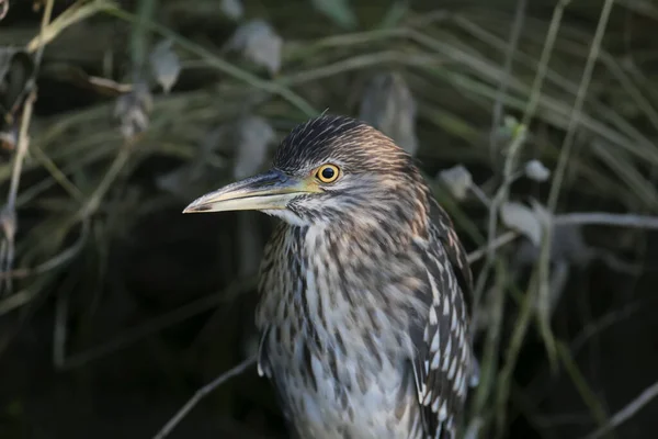 Una joven garza negra coronada (Nycticorax nycticorax) es fotografiada ...