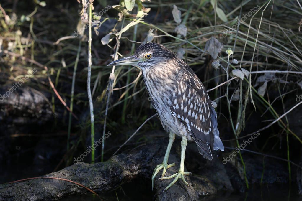 Una joven garza negra coronada (Nycticorax nycticorax) es fotografiada ...