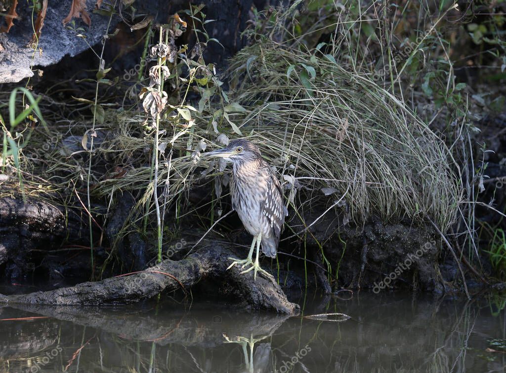 Una joven garza negra coronada (Nycticorax nycticorax) es fotografiada ...