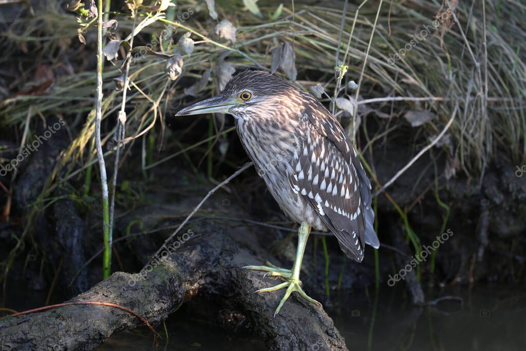 Una joven garza negra coronada (Nycticorax nycticorax) es fotografiada ...