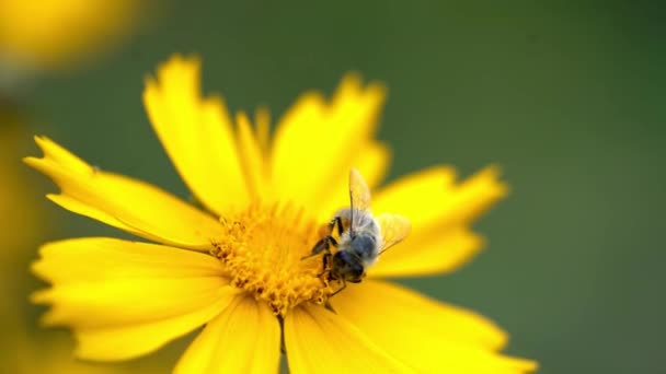 6,582 Detalle abeja Videos, Royalty-free Stock Detalle abeja Footage ...