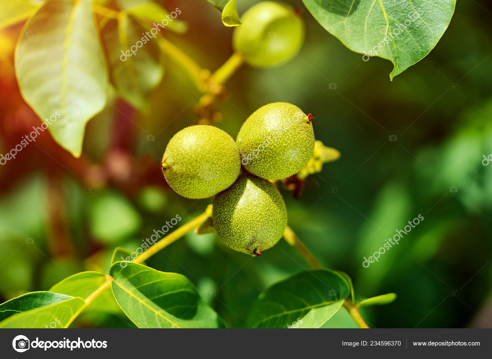 Three Green Packed Immature Walnuts Hanging Tree Summer Leaves ...