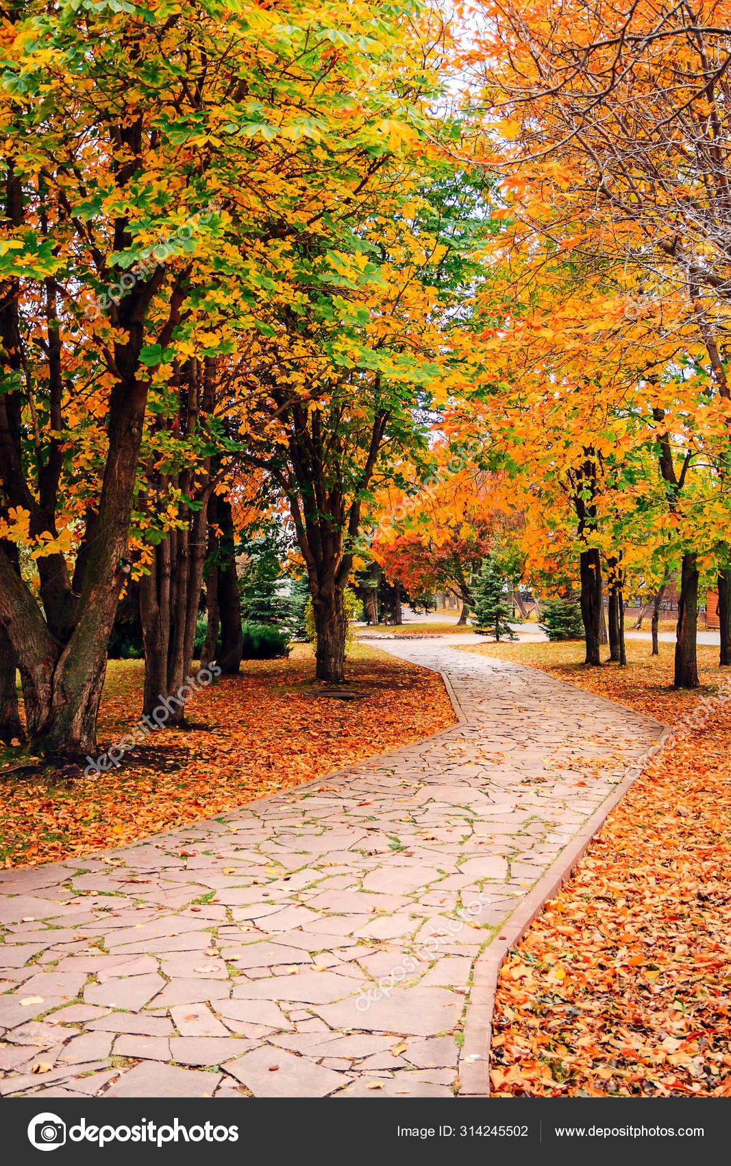 Footpath in scene autumn park, nature Stock Photo by ©fee76 314245502