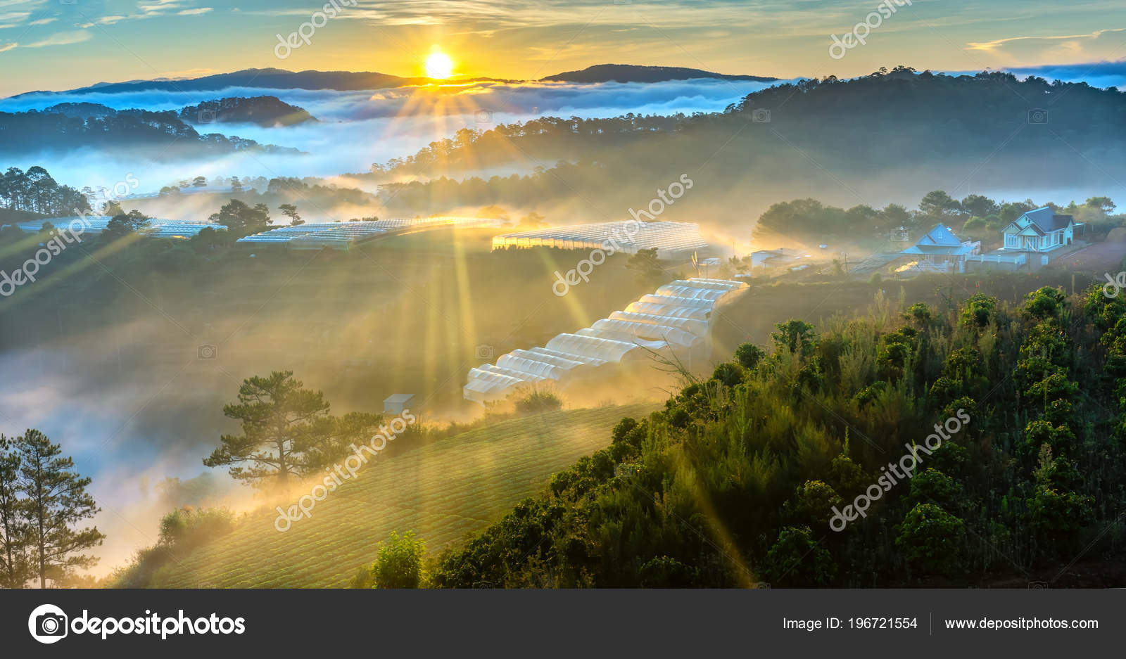 Sunrise Hillside Pine Forest Long Sun Rays Pass Valley Pines — Stock ...
