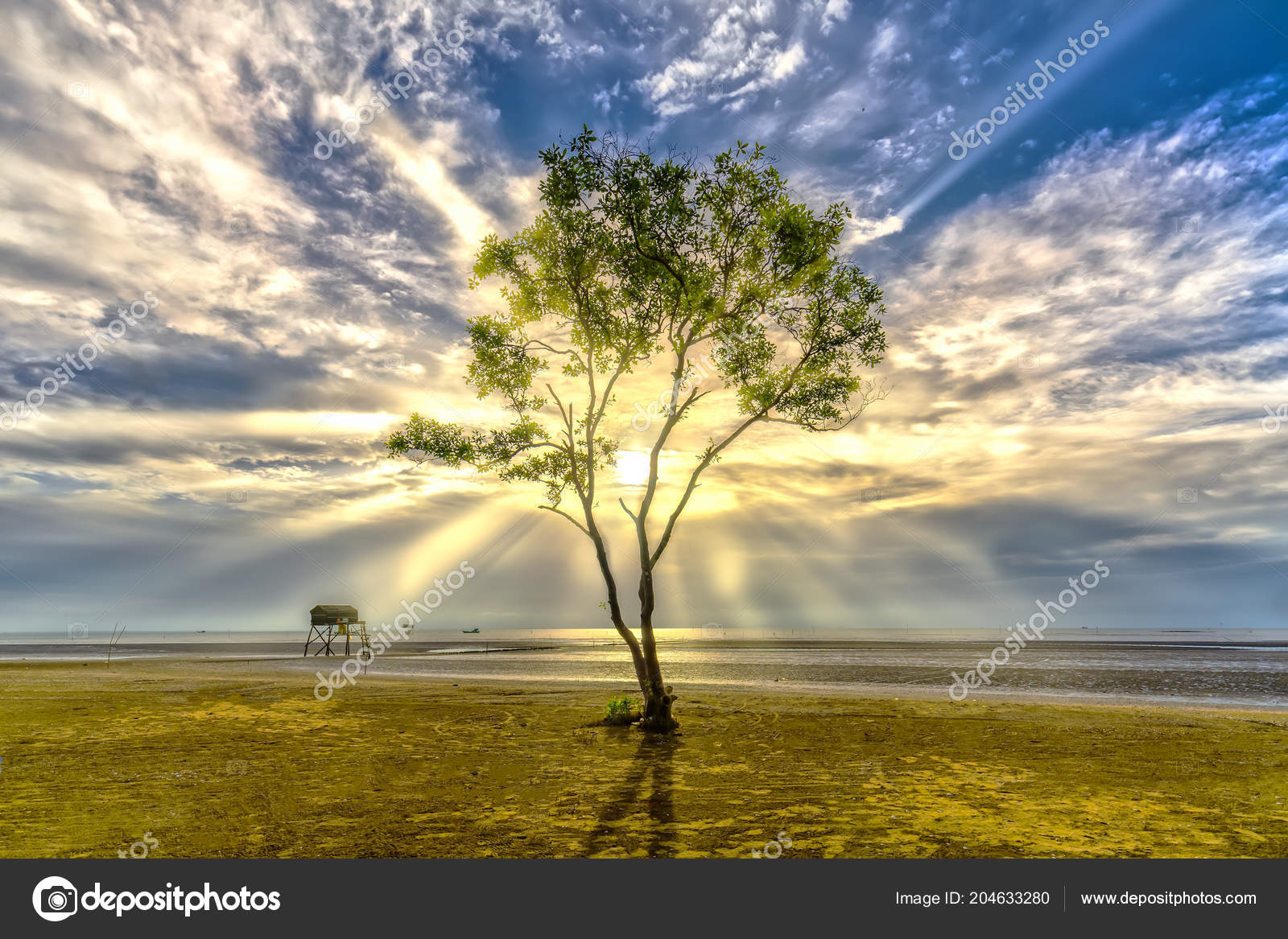 Dawn Beach Mangrove Trees Growing Levees Alone Plants Sea Waves Stock ...