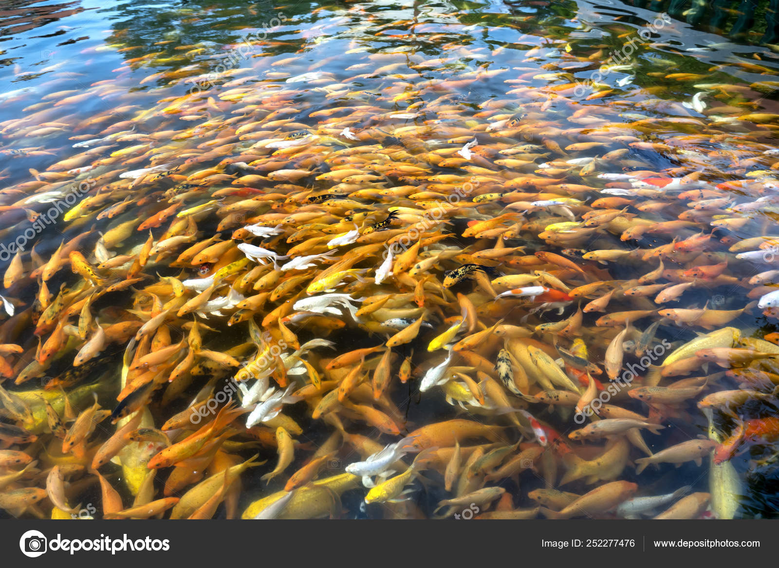 Colorful Koi Carp Fancy Carp Fish Group Pond Glide Water — Stock Photo ...