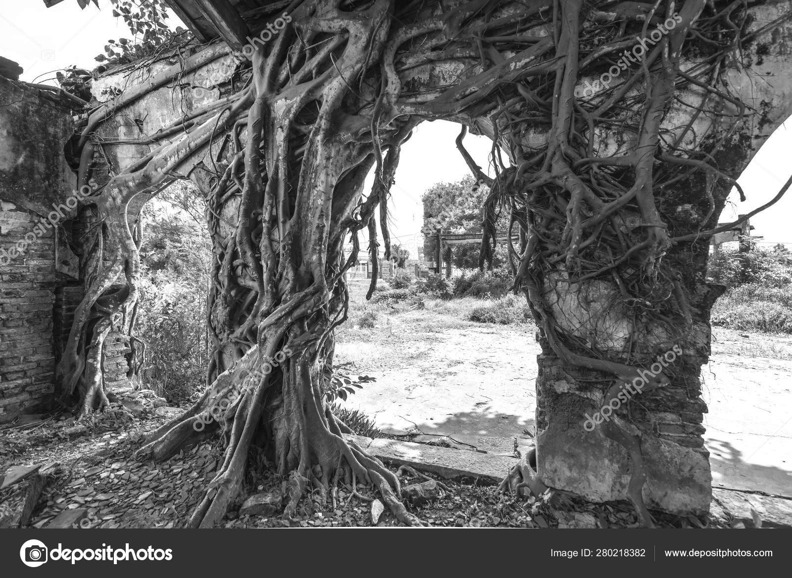 Abandoned Ancient Temple Ancient Tree Growing Wall Rises Create Old ...
