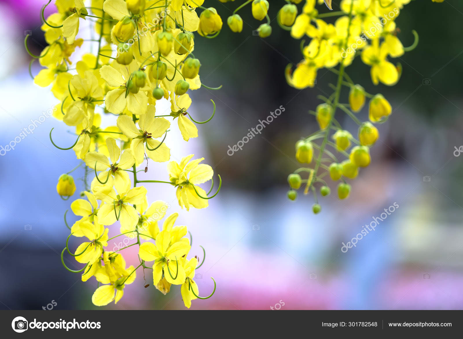 Dendrobium Aphyllum Orchids Flowers Bloom Spring Adorn Beauty Nature ...