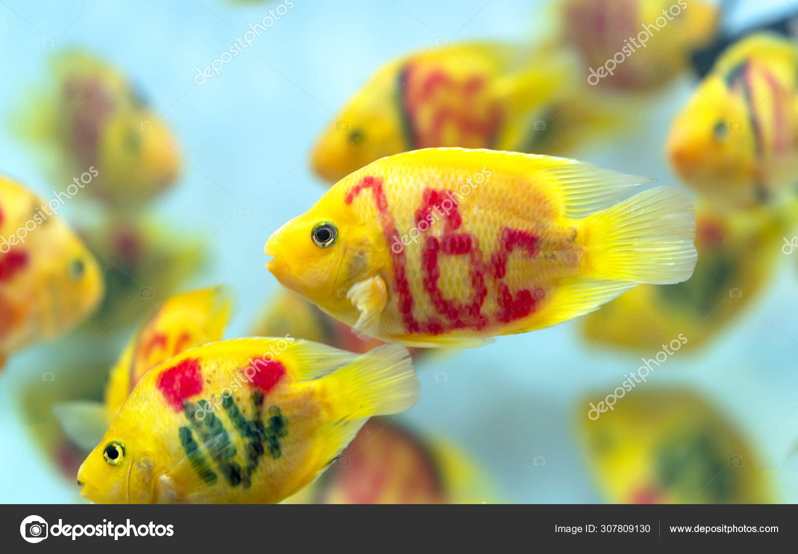 Blood Parrot Cichlid Tattoos Painted Fish Wikipedia