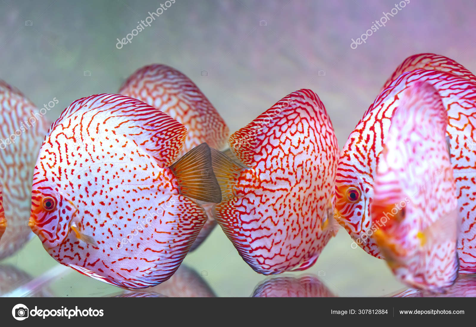 Pink Discus Fish