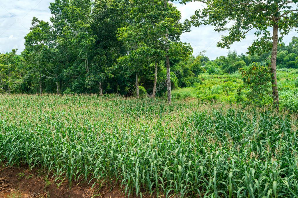 Campos de ma z listos para ser cosechados en las tierras altas rurales de basalto rojo Vietnam 2024