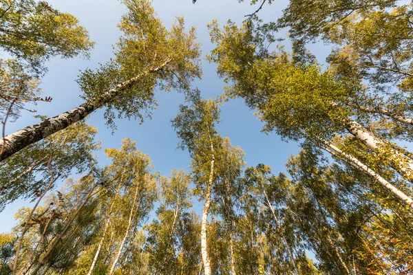 Look up trees Images - Search Images on Everypixel