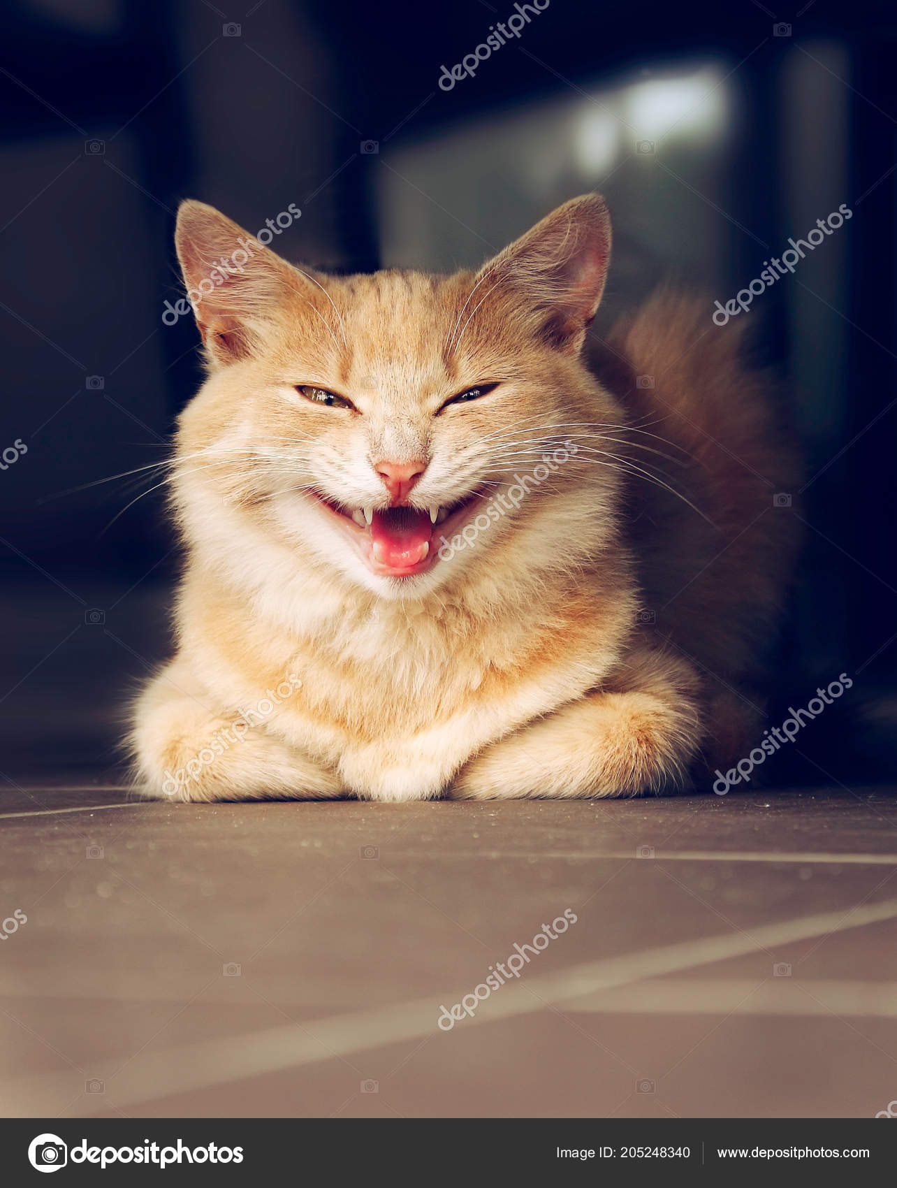 Portrait Funny Smiling Ginger Cat Outdoor — Stock Photo © Tettania ...
