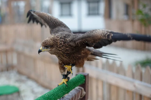 ᐈ Bird hunting stock pictures, Royalty Free bird hunting images ...