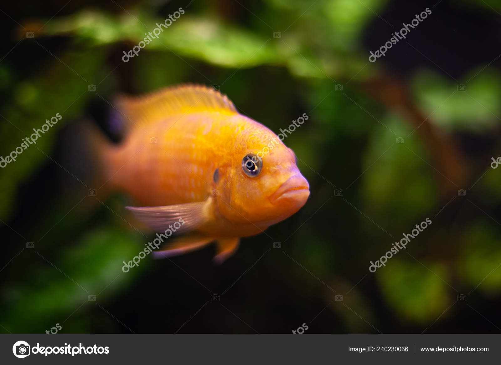 Orange Freshwater Aquarium Fish