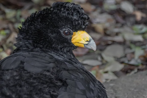 Black cocker Stock Photos, Royalty Free Black cocker Images | Depositphotos