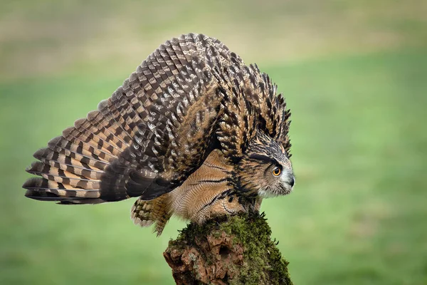 Defensive posture Stock Photos, Royalty Free Defensive posture Images ...