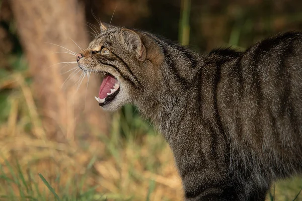 Scottish wildlife Stock Photos, Royalty Free Scottish wildlife Images ...