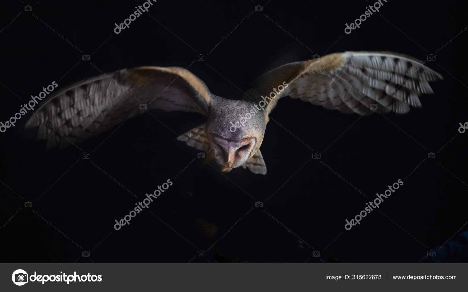 Black Barn Owls In Flight