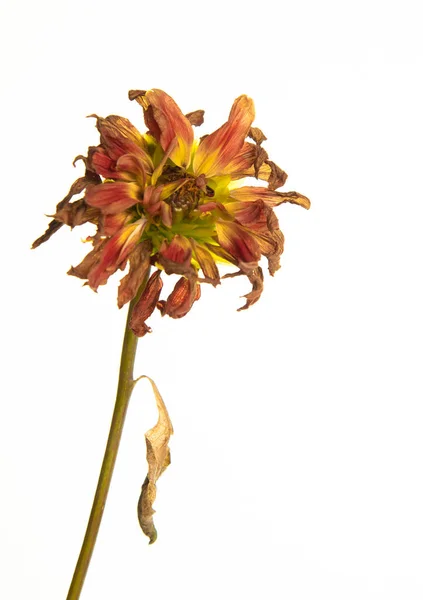 Dead flowers Stock Photos, Royalty Free Dead flowers Images | Depositphotos