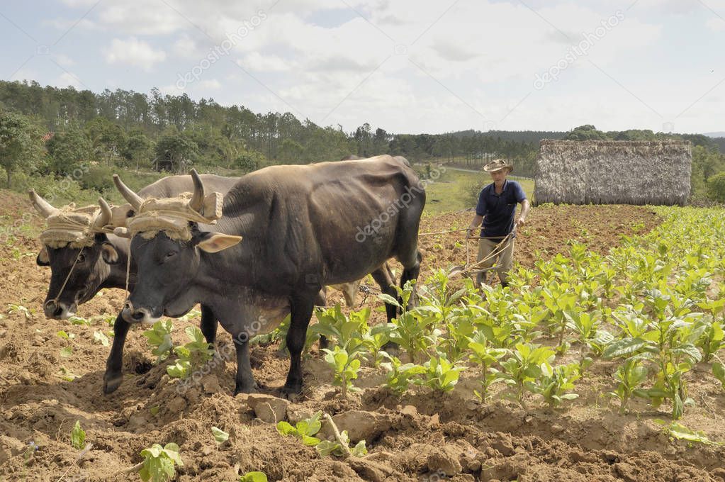 Campo de arado campesino cubano con arado tradicional tirado por bueyes ...