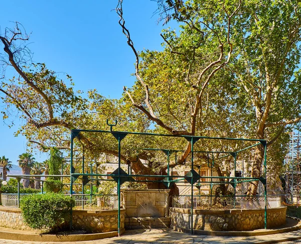 Tree of hippocrates Stock Photos, Royalty Free Tree of hippocrates ...