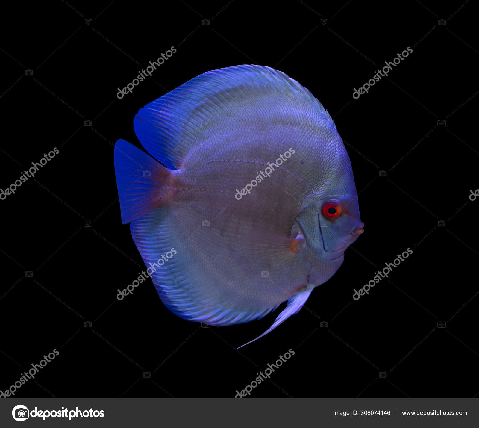 Black Discus Fish