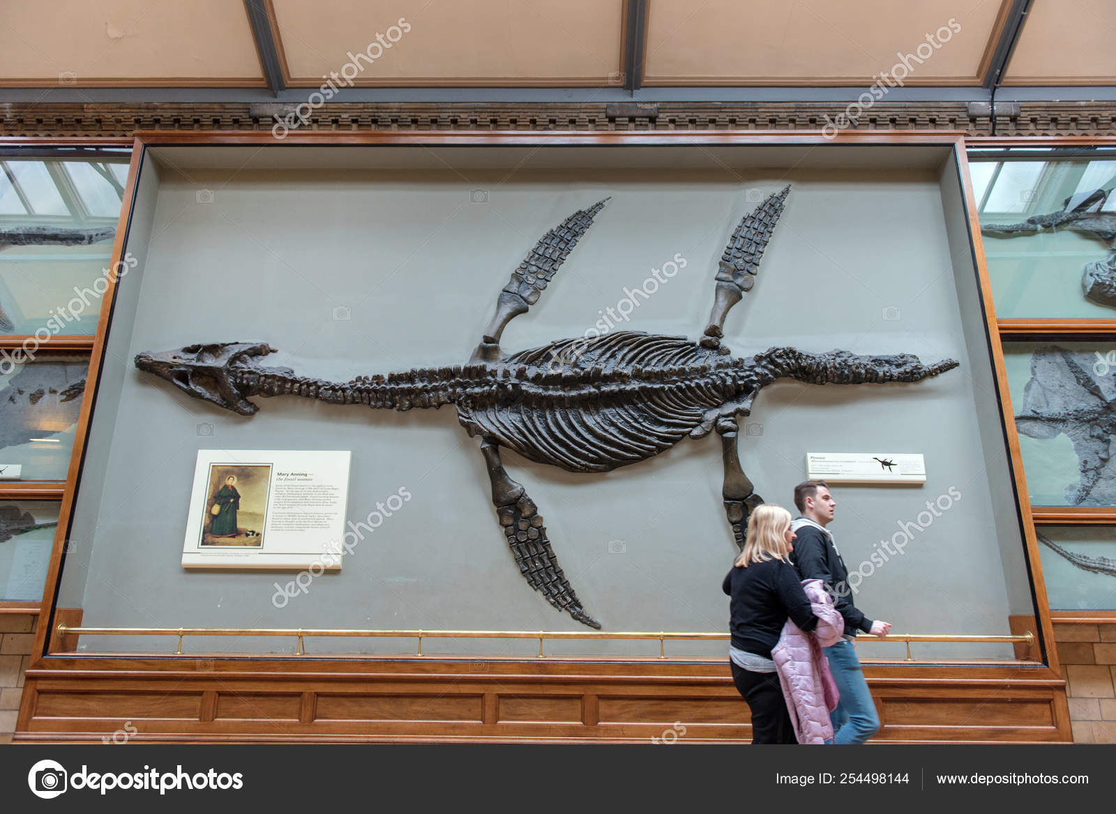 Ichthyosaurus Gallery, Natural History Museum, London — Stock Editorial ...