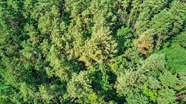 Aerial top view of forest landscape from above, pine trees green nature ...