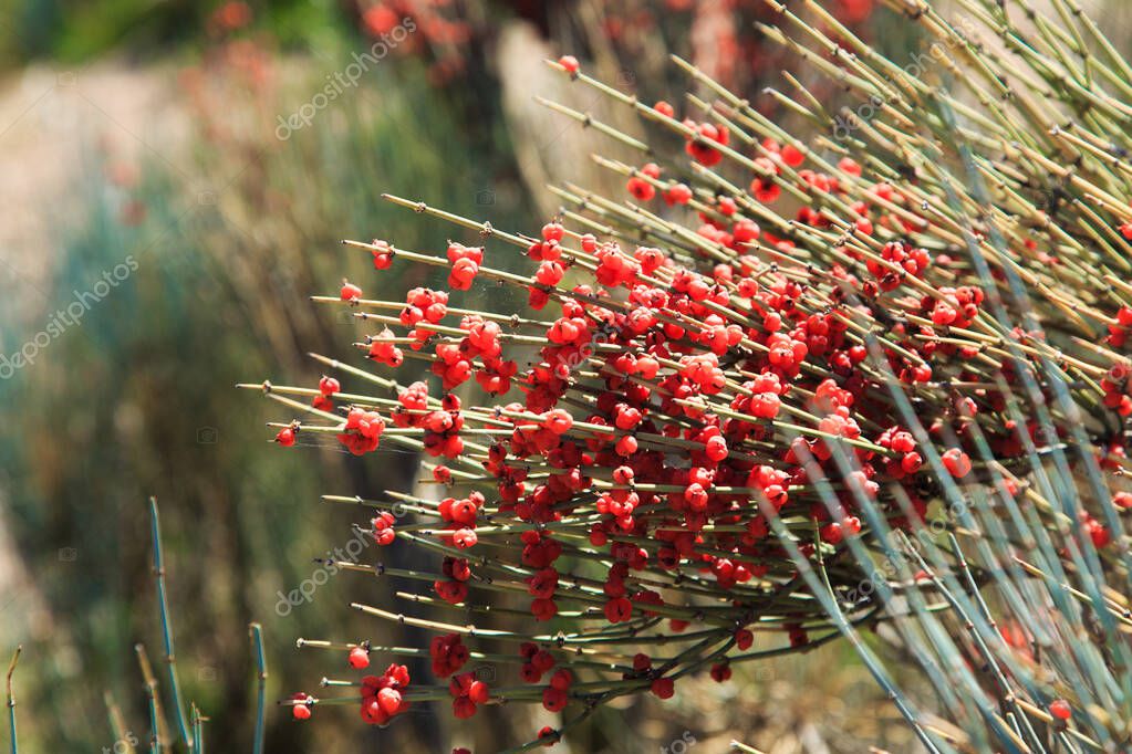 Ephedra es un género de arbustos de la clase Opresiva, el género de su ...
