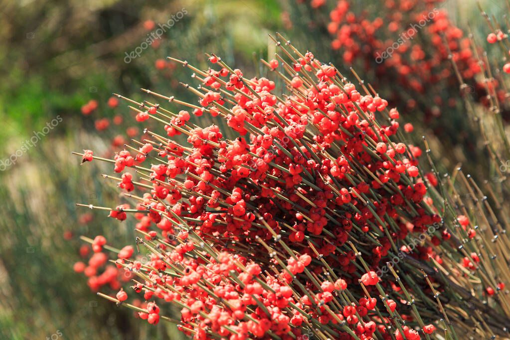 Ephedra es un género de arbustos de la clase Opresiva, el género de su ...