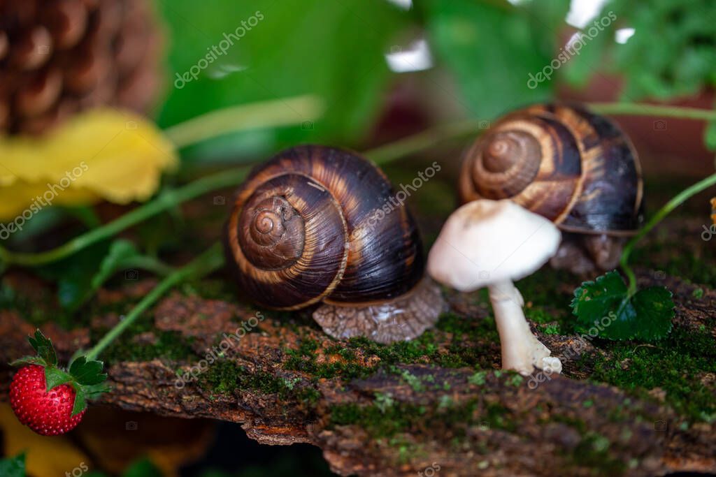 Caracoles grandes arrastrándose por la corteza de un árbol. Foto en la ...