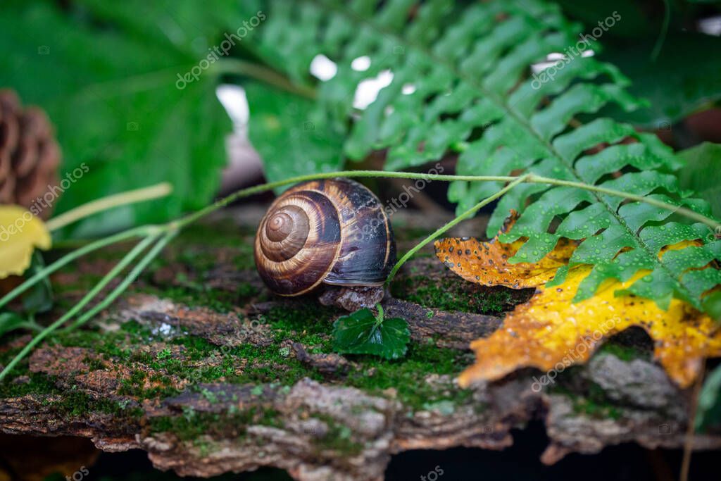 Un gran caracol en la corteza de un árbol. Foto en la naturaleza ...
