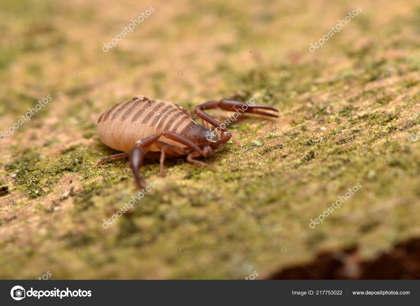 House Pseudoscorpion Chelifer Cancroides — Stock Photo © turtleman ...
