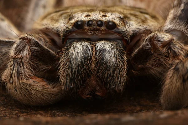 Tarantula Spider Face