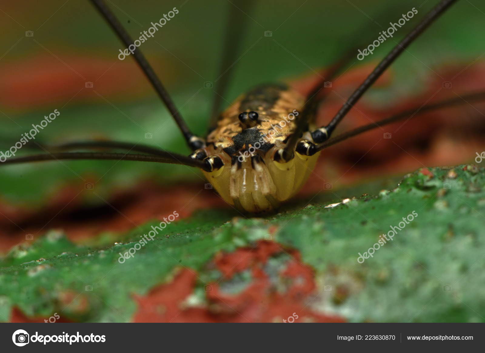 Close Macro Photo Phalangium Opilio Harvester Daddy Longlegs Opilion ...