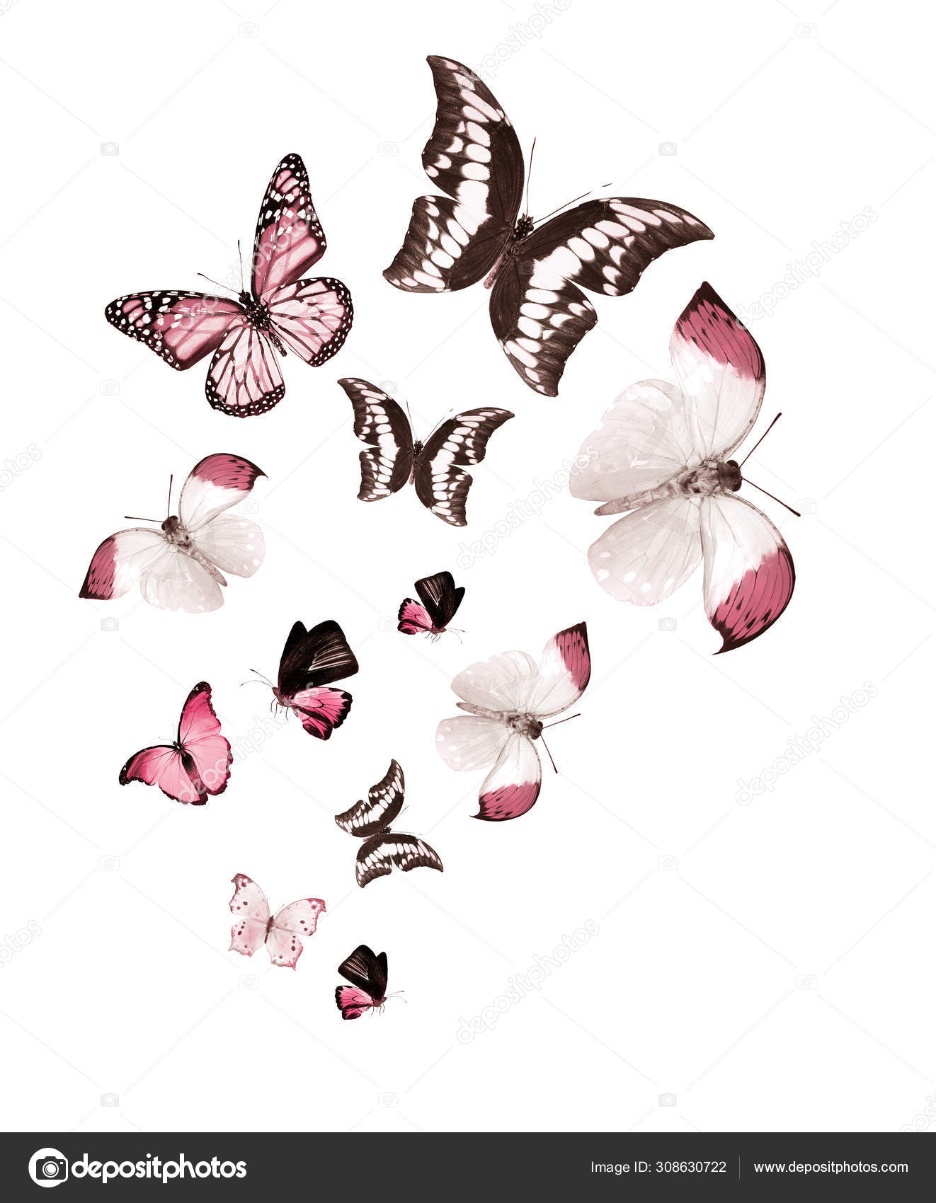 Flock Flying Butterflies Isolated White Stock Illustration by ©sun ... Flock Flying Butterflies Isolated White Stock Illustration by ©sun ...