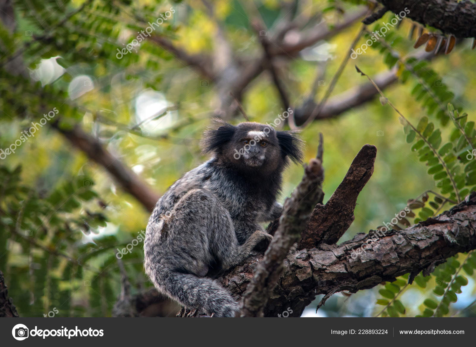Cute Sleepy Fox Lowered Ears Stock Photo by ©rgc1983 228893224