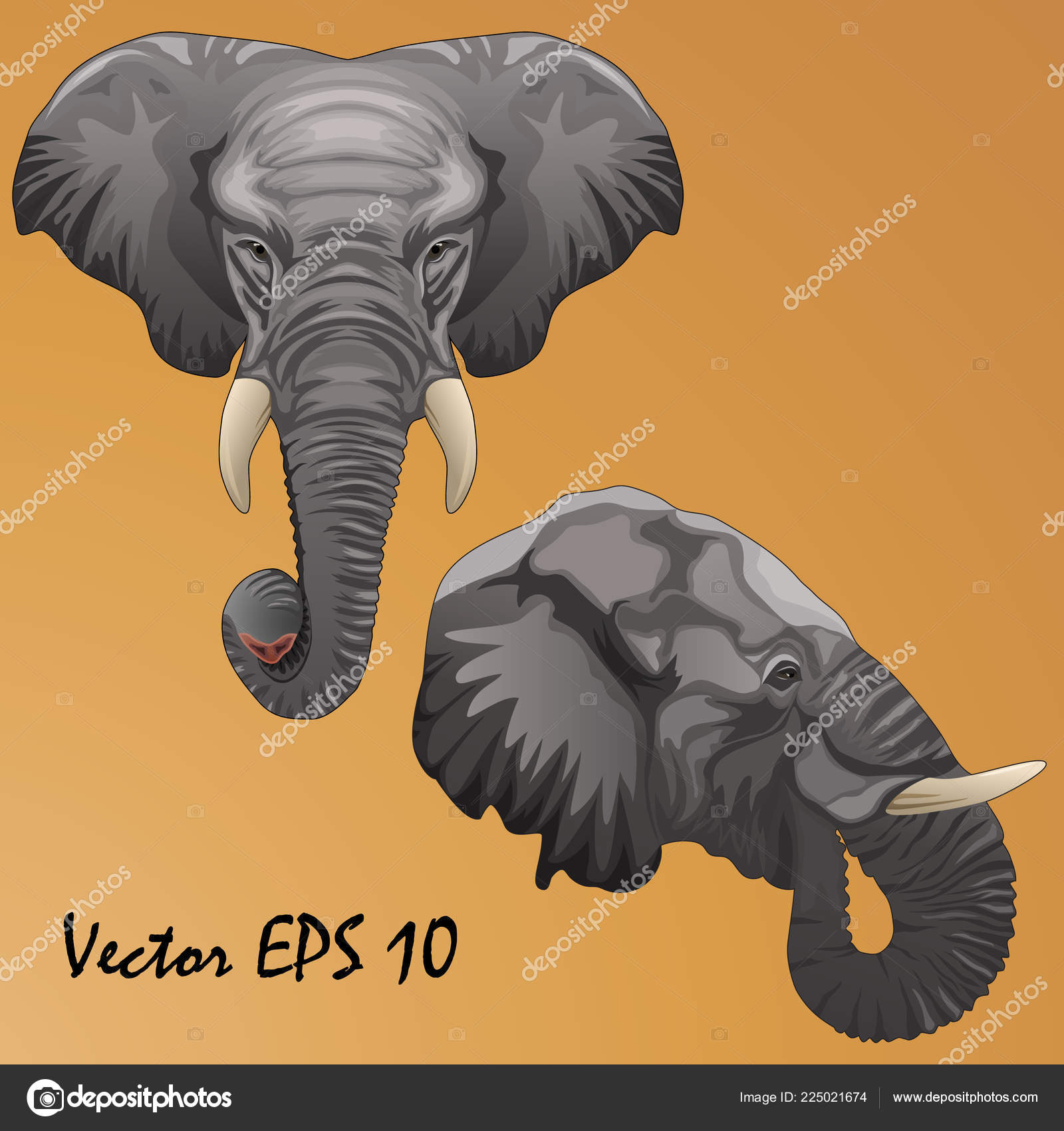 Elephant Face Profile