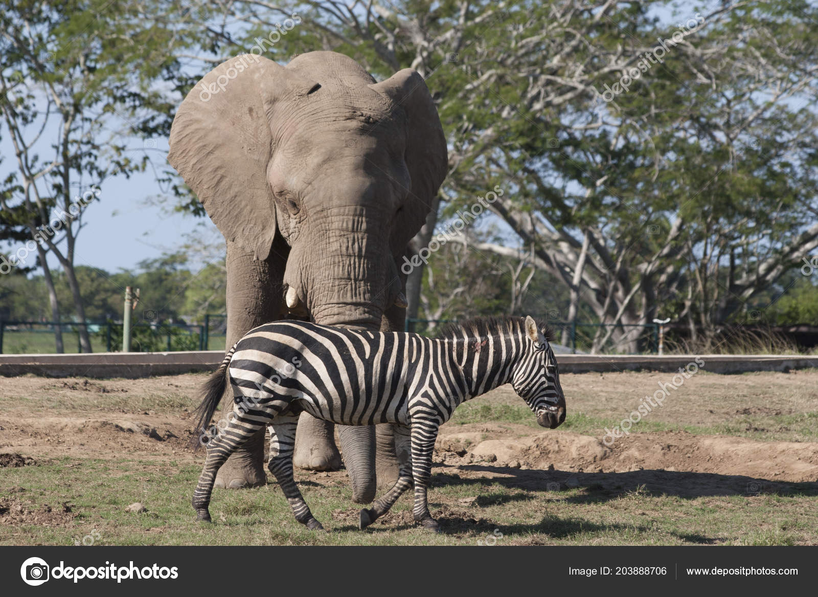 Elefante Cebra Parque Zoológico Safari Villahermosa Tabasco México ...