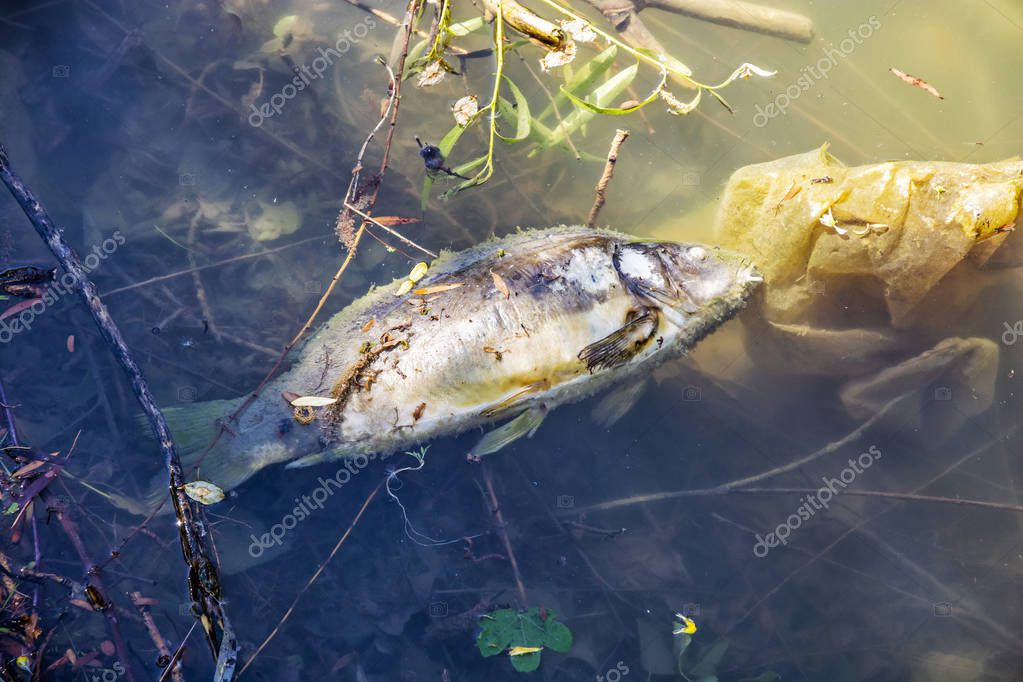 Peces muertos en un lago contaminado. Problema medioambiental. 2024